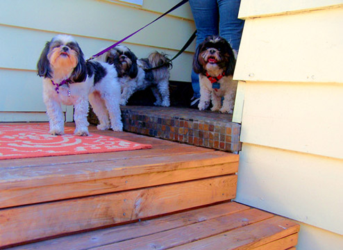Dog Walking Three Shih Tzus In Seattle's Greenwood Neighborhood | SNIFF ...